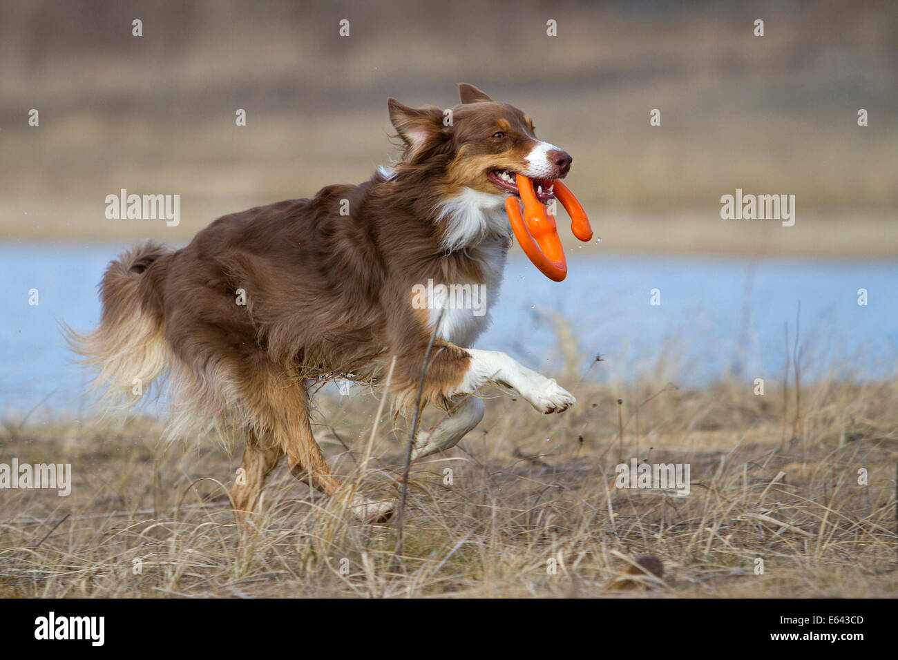 Australian Shepherd. Adult dog (red tri) fetching a toy. Germany Stock ...