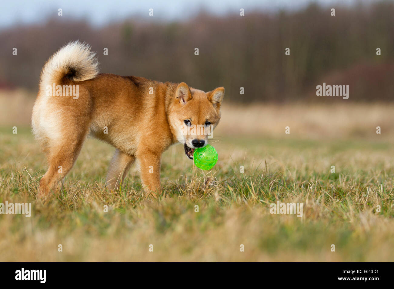 Shiba Inu with a ball in its snout standing on dry grass. Germany Stock ...