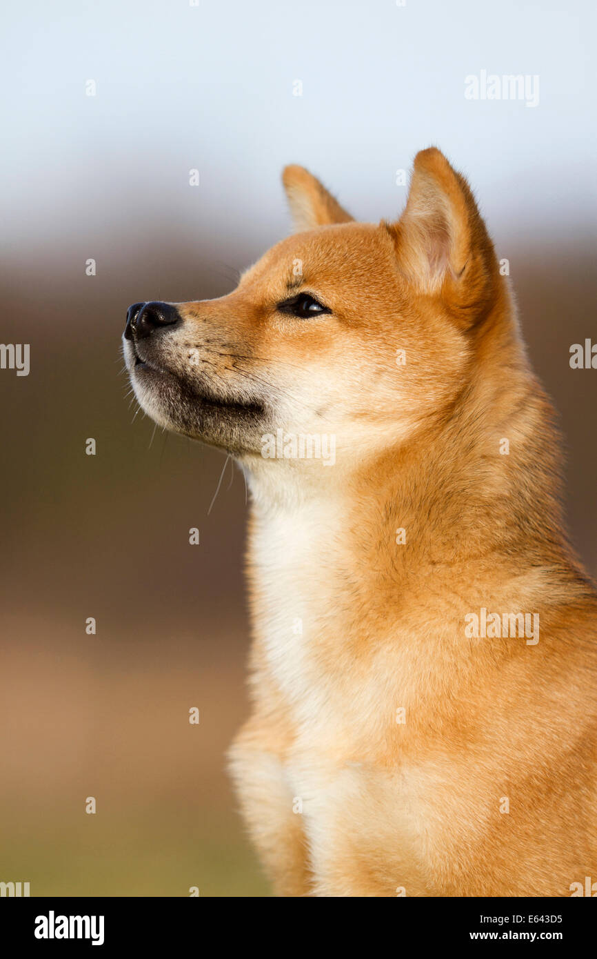 Shiba Inu, portrait. Germany Stock Photo - Alamy