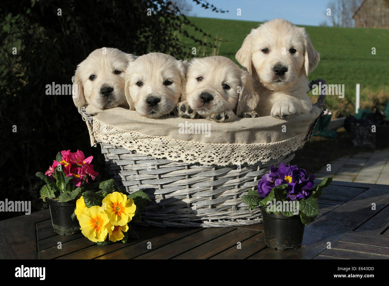 Golden Retriever. Four puppies in a basket. germany Stock Photo - Alamy