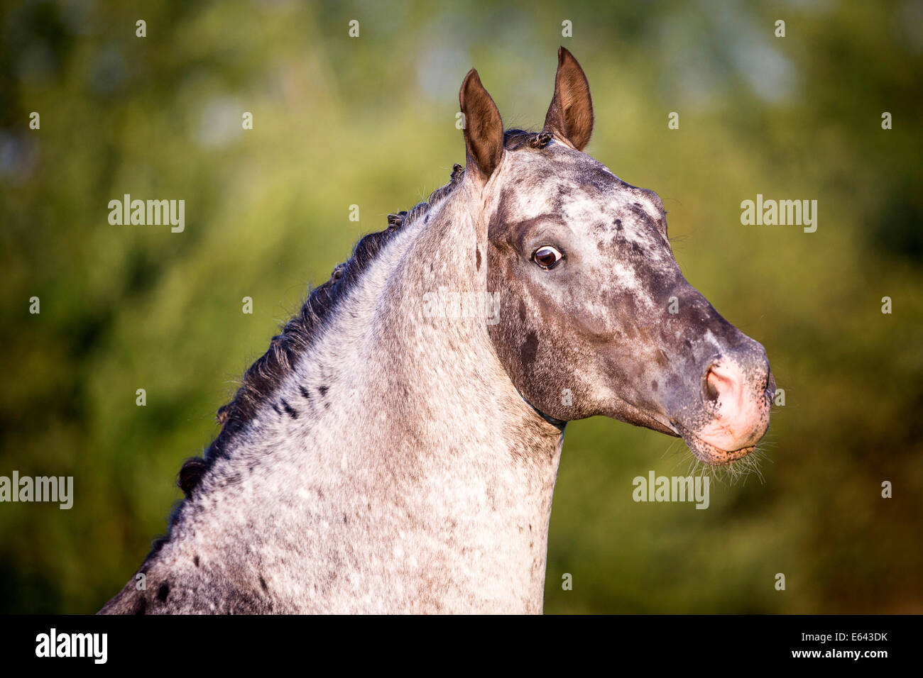 Knabstrup Horse. Portrait of a stallion with mottled skin around the ...