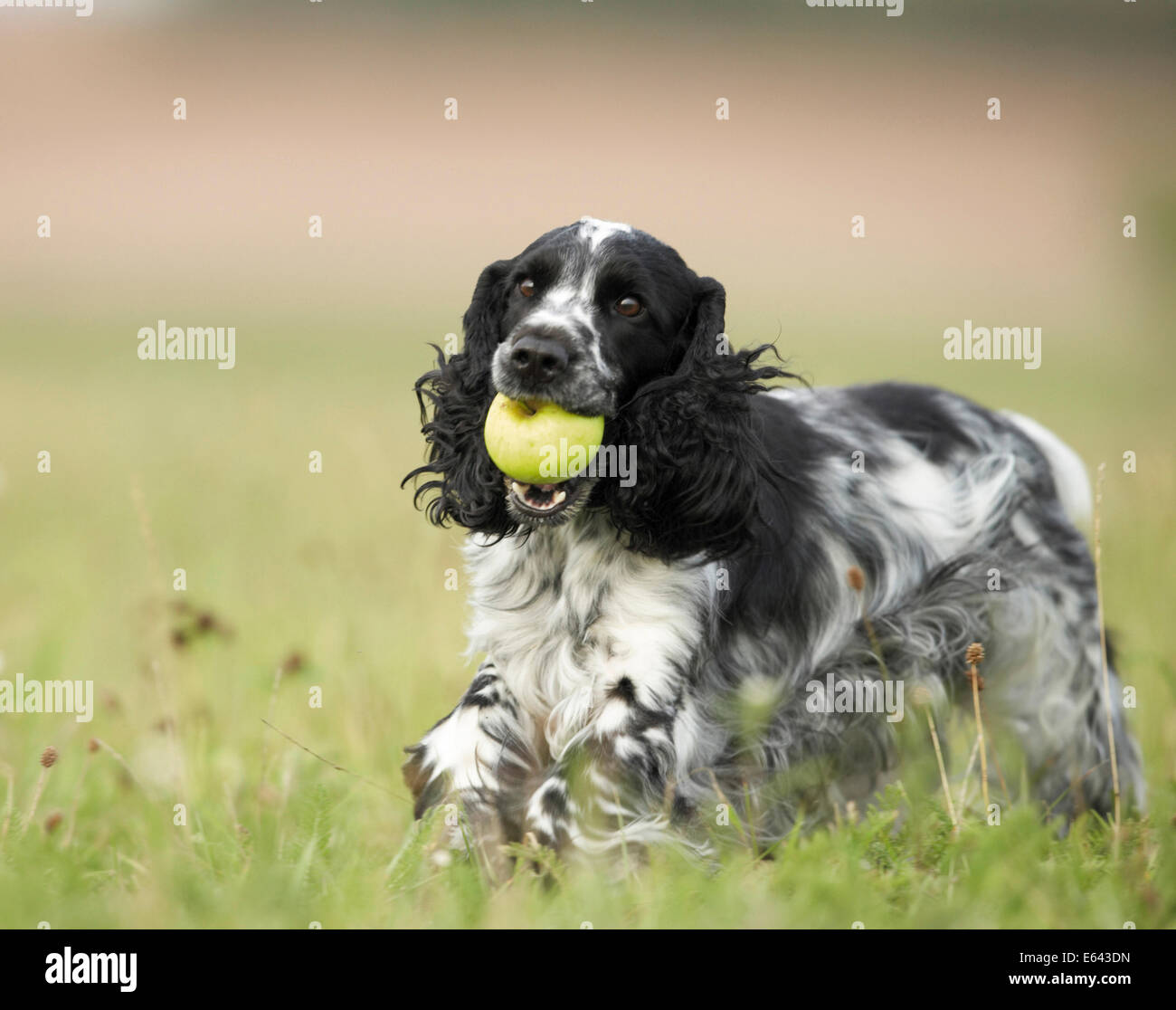 English Cocker Spaniel. Adult black-and-white running on a meadow while ...