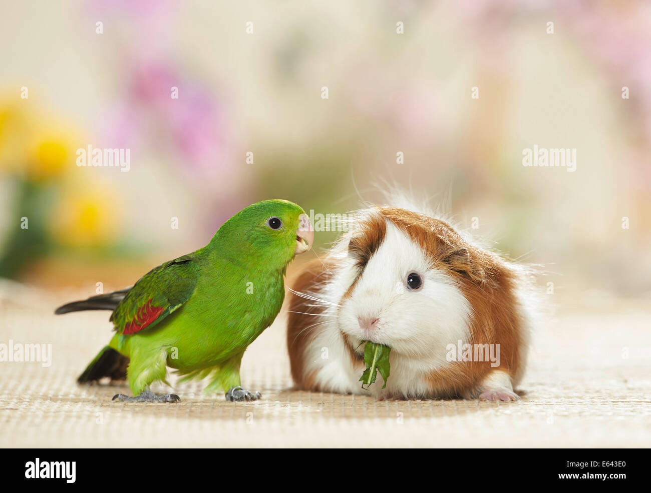 Winged pig standing hi-res stock photography and images - Alamy