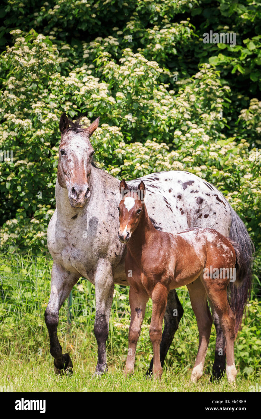 Appaloosa. Leopard-spotted mare with foal on a pasture. Austria Stock ...