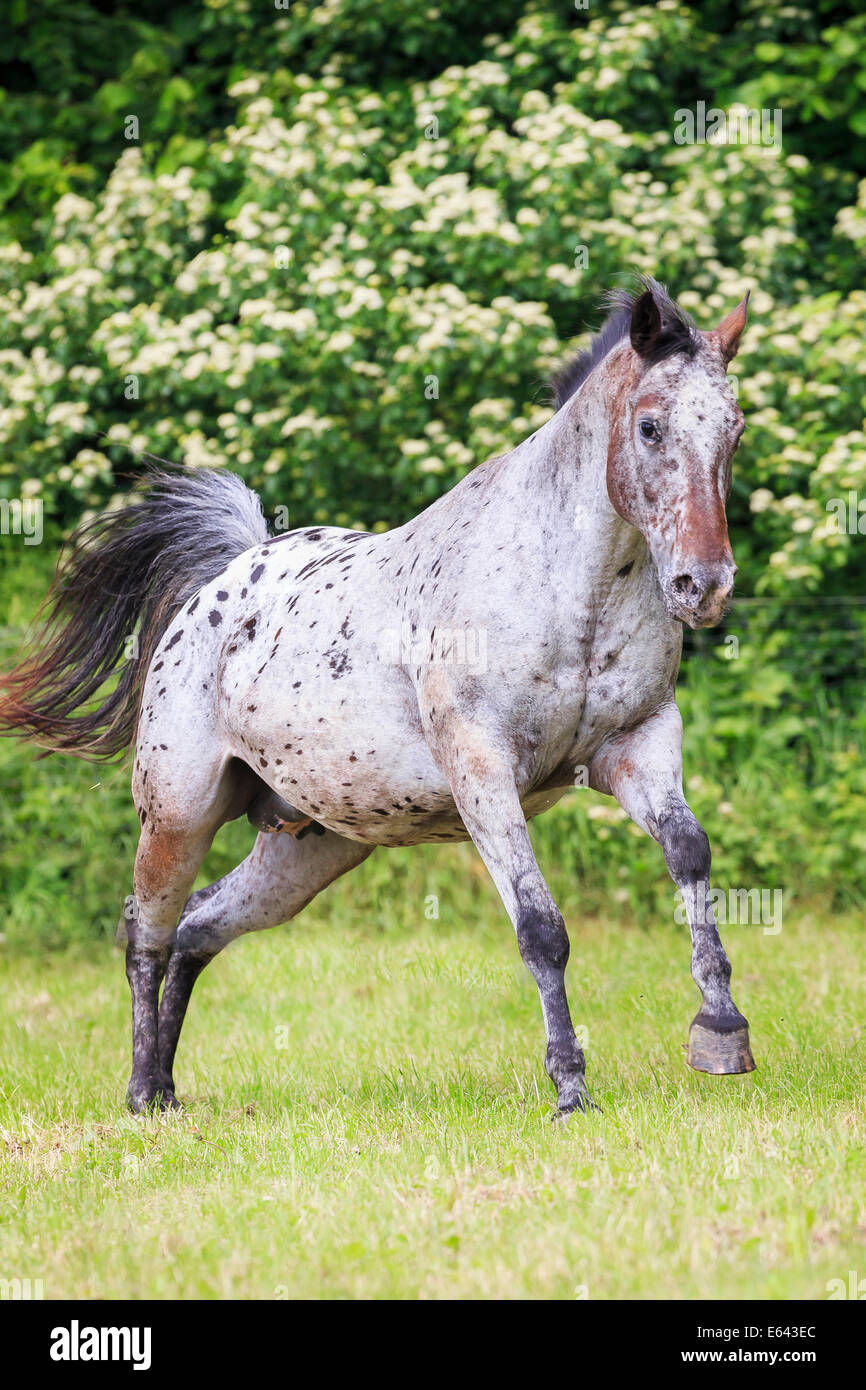 Appaloosa. Leopard-spotted mare galloping on a pasture. Austria Stock ...