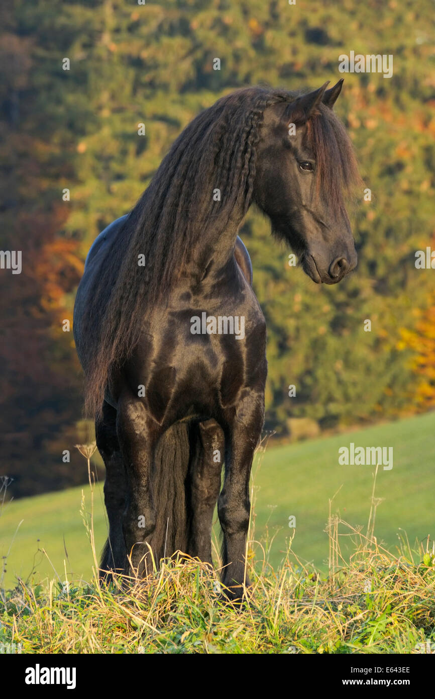 Friesian horse standing on a pasture in evening light. Germany Stock ...