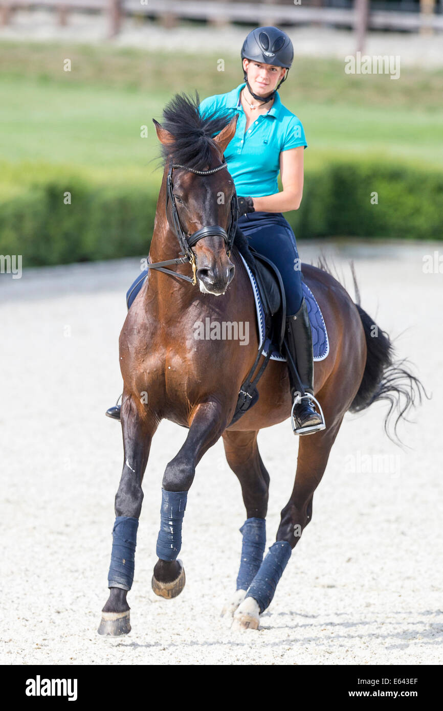 Oldenburg Horse. Rider with bay stallion performing a pirouette ...