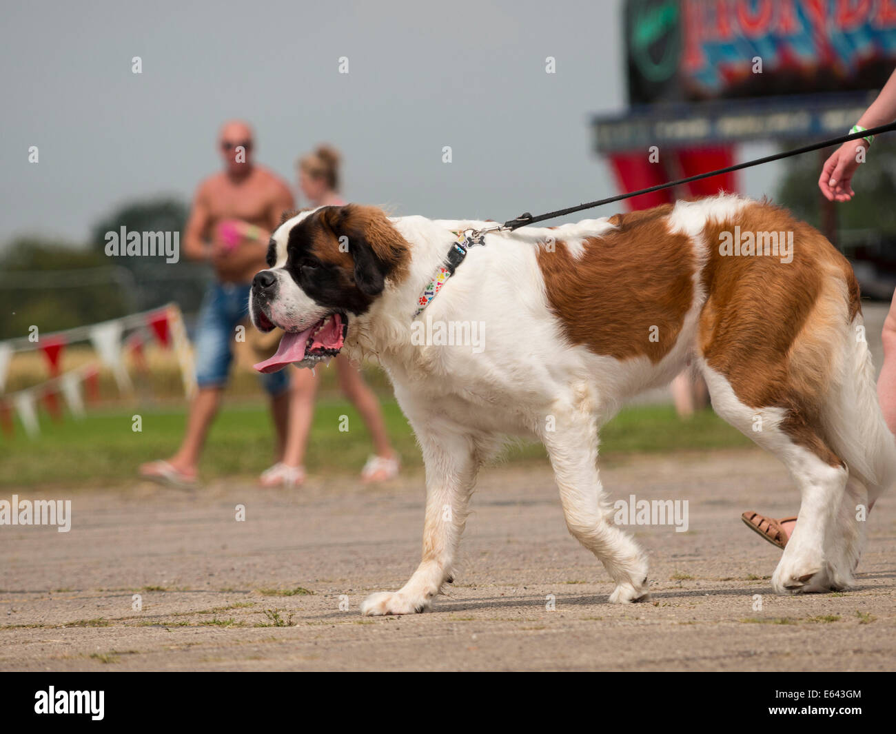 St bernard face hi-res stock photography and images - Alamy