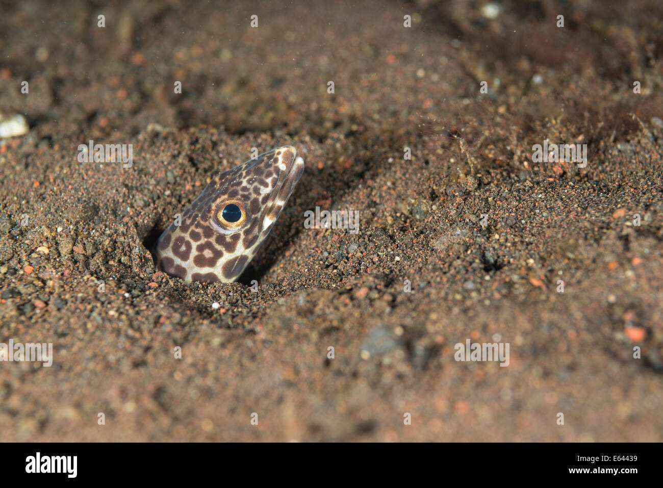 Sticking Head In The Sand High Resolution Stock Photography and Images ...