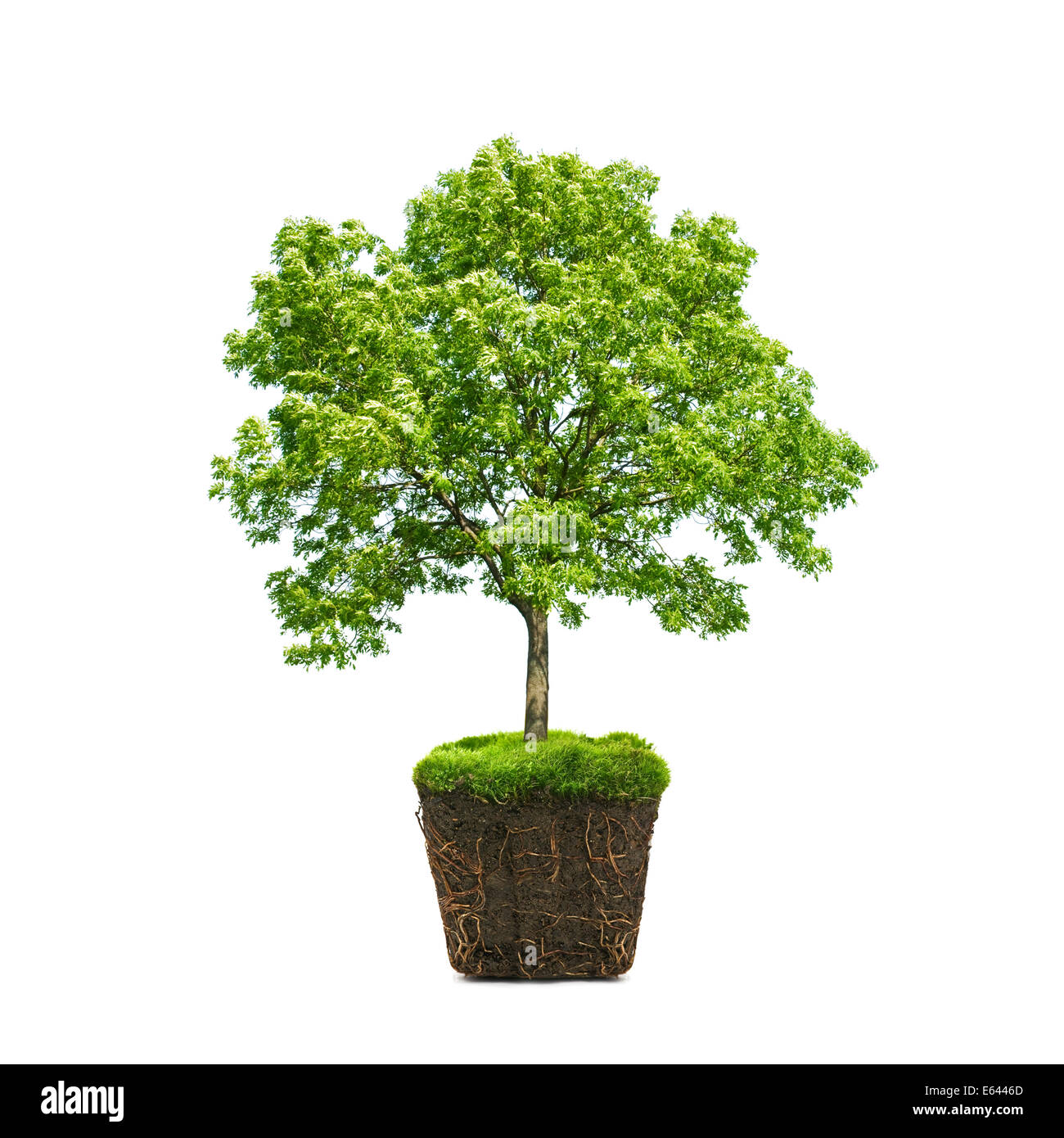 green tree isolated on white Stock Photo - Alamy