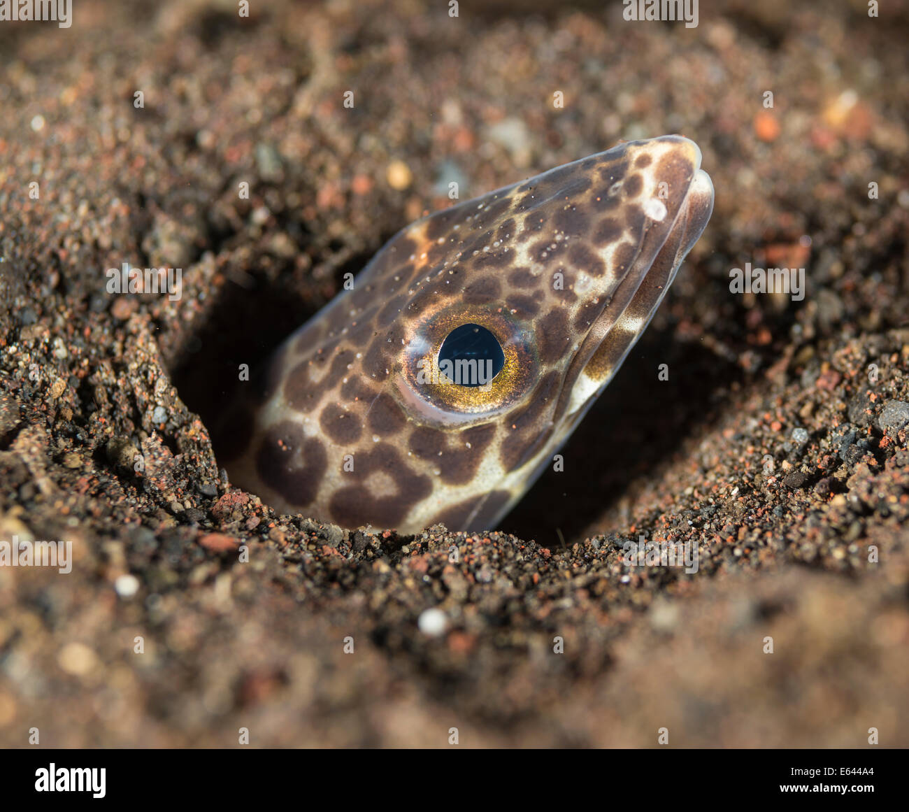 Sticking Head In The Sand High Resolution Stock Photography and Images ...