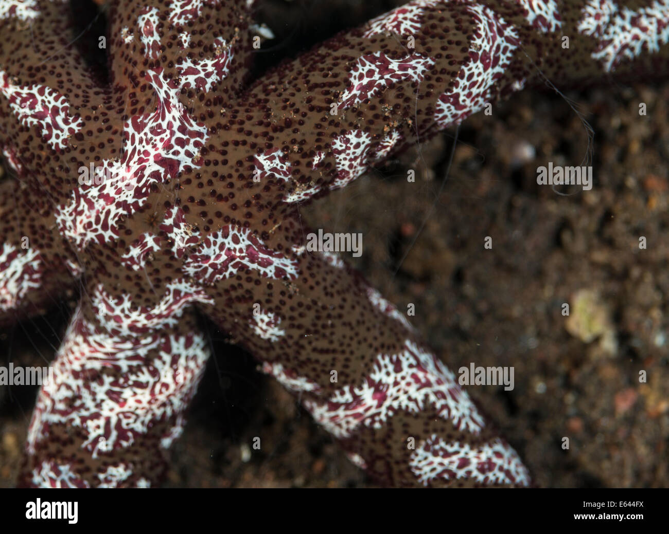 Detail of a star fish Stock Photo - Alamy