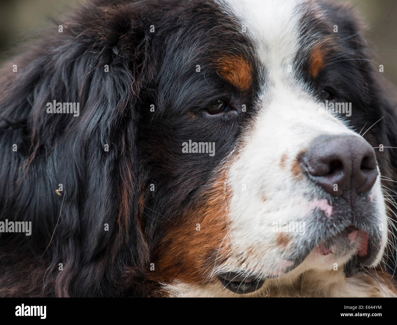 Portrait young bernese mountain hi-res stock photography and images - Alamy