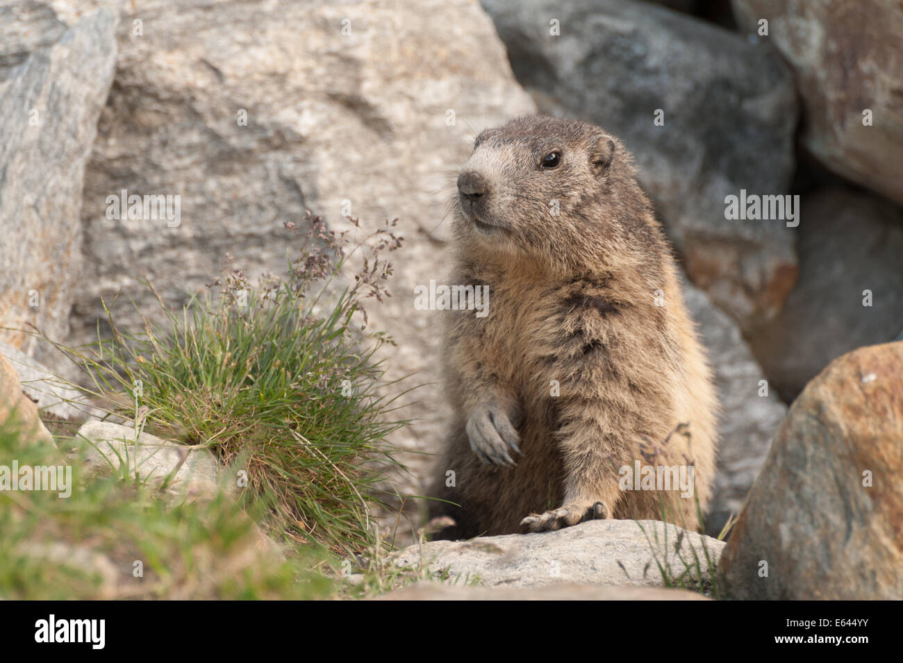 Marmot in its lair near the Swiss Alpine village of Saas-Fee Stock ...