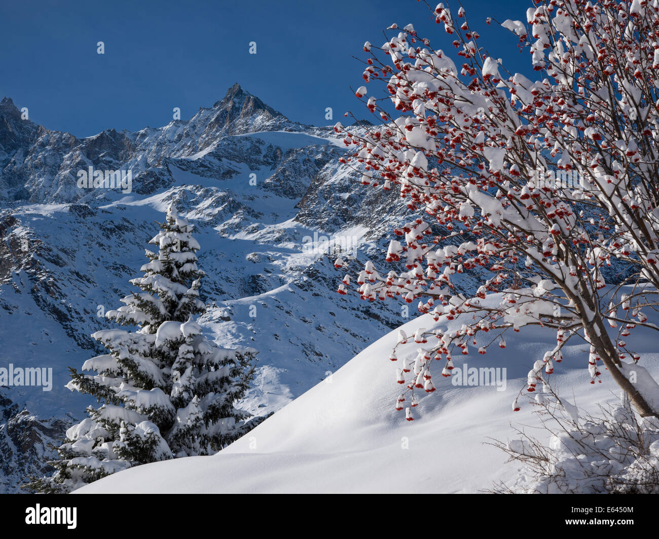 Bay fruit hi-res stock photography and images - Alamy