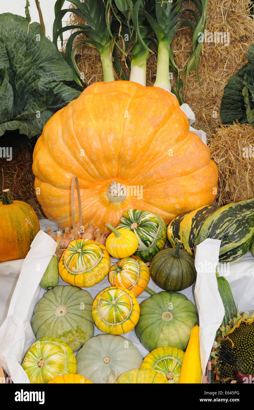 Show vegetables pumpkin and leeks displayed on straw bales in a ...