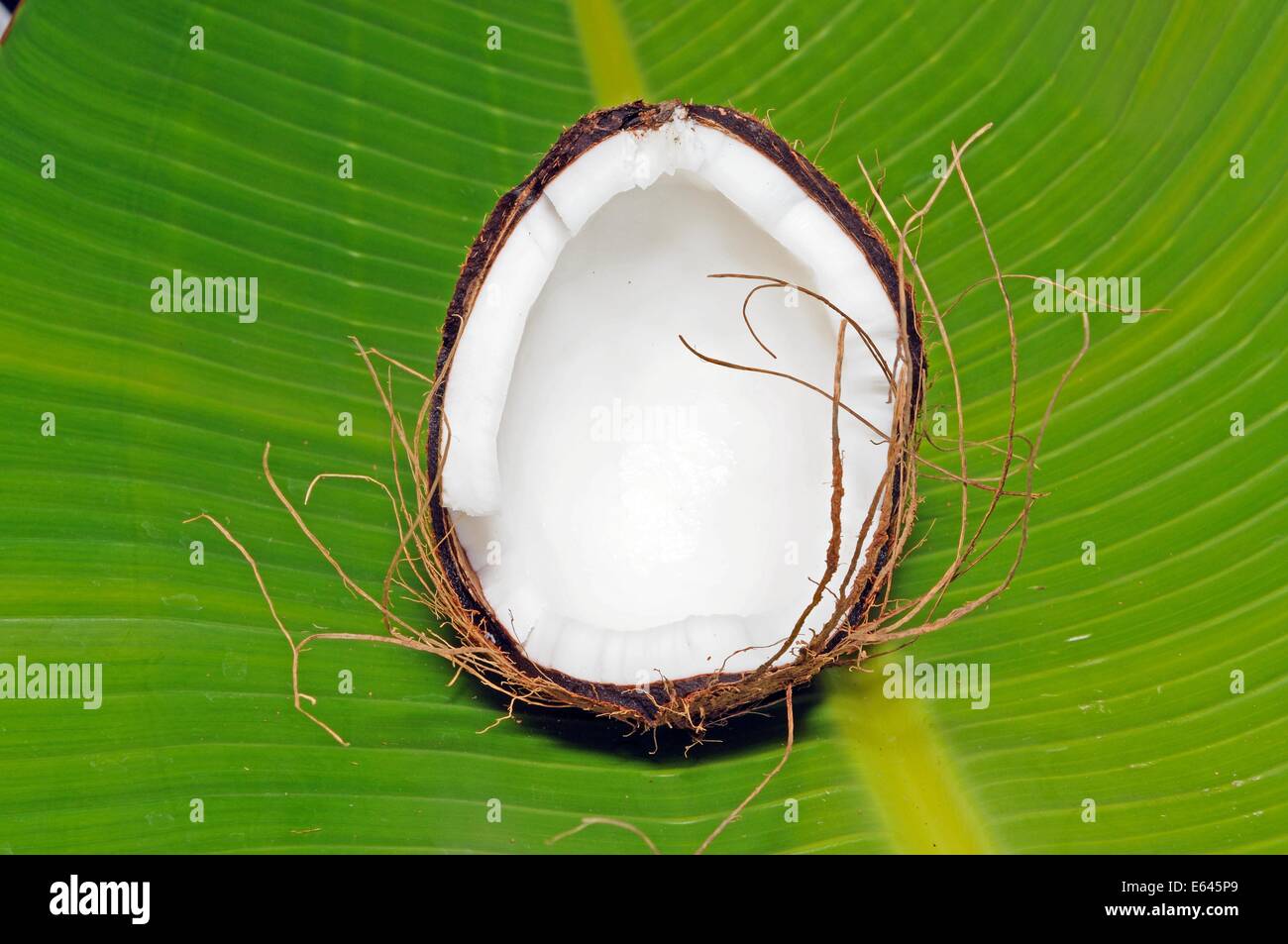 Half a coconut hi-res stock photography and images - Alamy