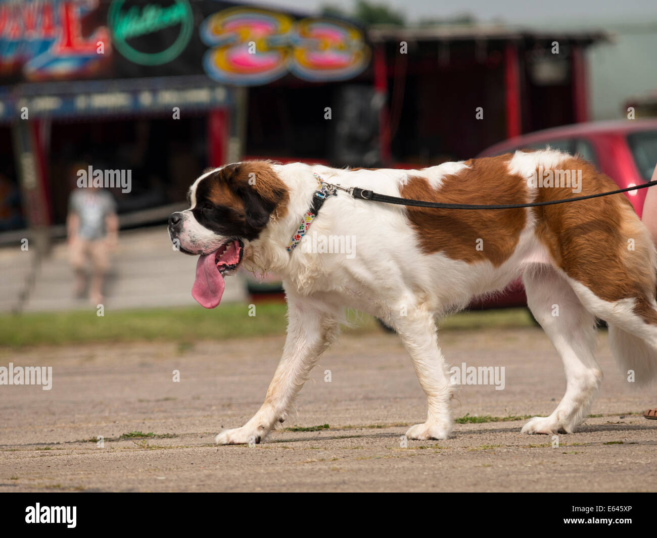 St bernard face hi-res stock photography and images - Alamy