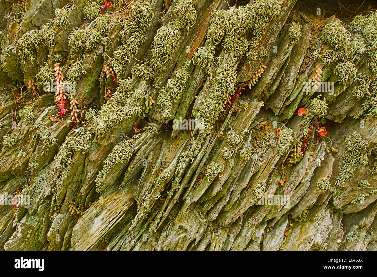 Dry Stone Wall Lichen High Resolution Stock Photography and Images - Alamy