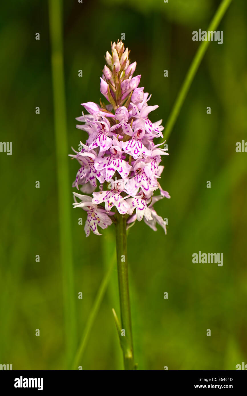 British wild flower hi-res stock photography and images - Alamy
