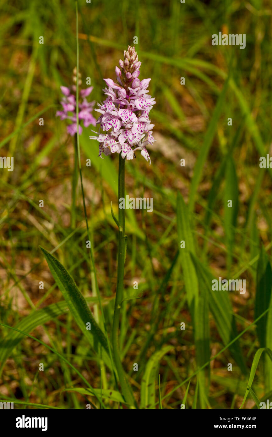 Spotted orchid flower Stock Photo - Alamy