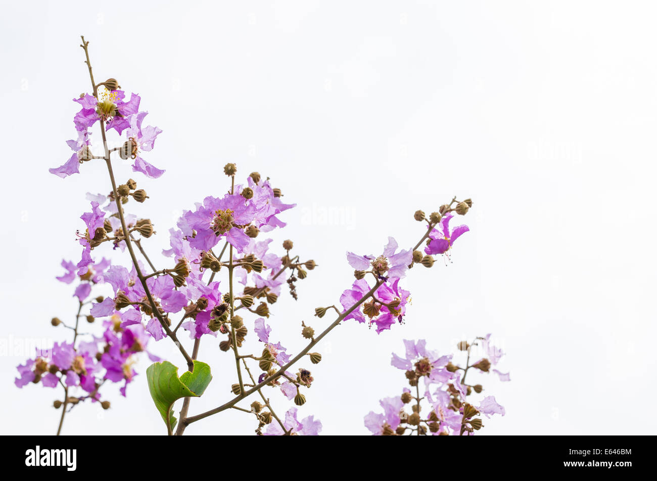 Flower garden in thailand Cut Out Stock Images & Pictures - Alamy