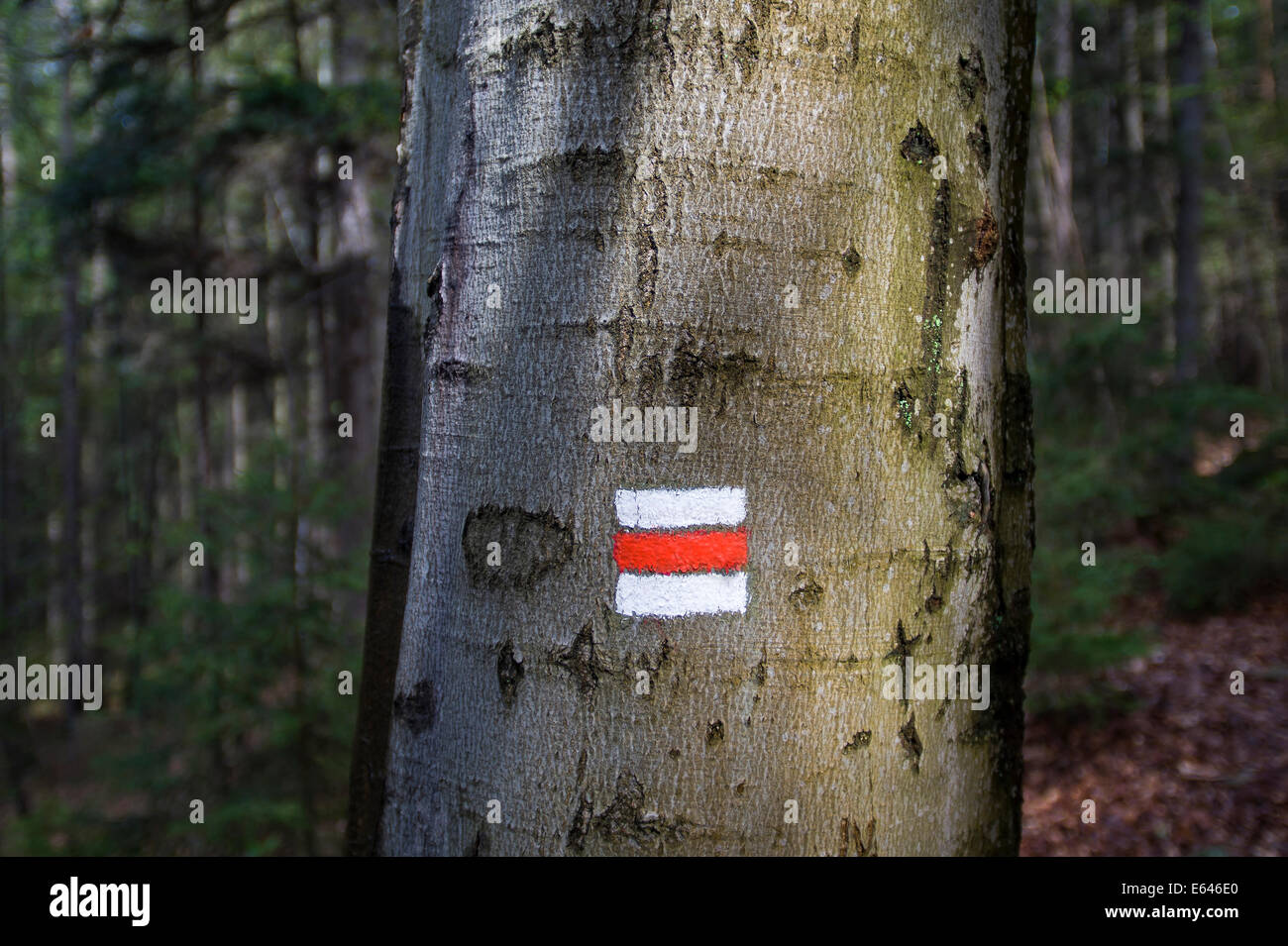 a red and white hiking sigh on the tree Stock Photo - Alamy