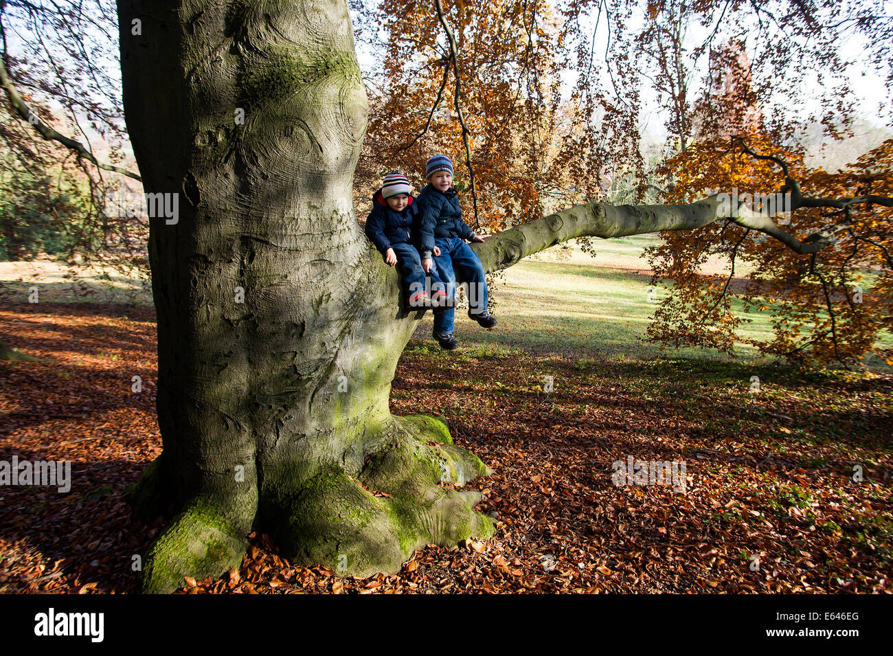 Small boys sitting on the branch of big tree hi-res stock photography ...