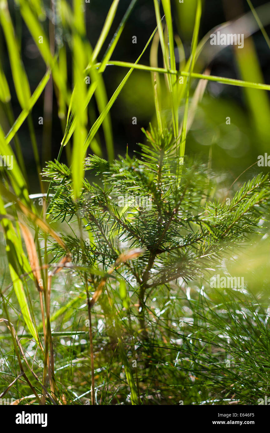 Small spruce hi-res stock photography and images - Alamy