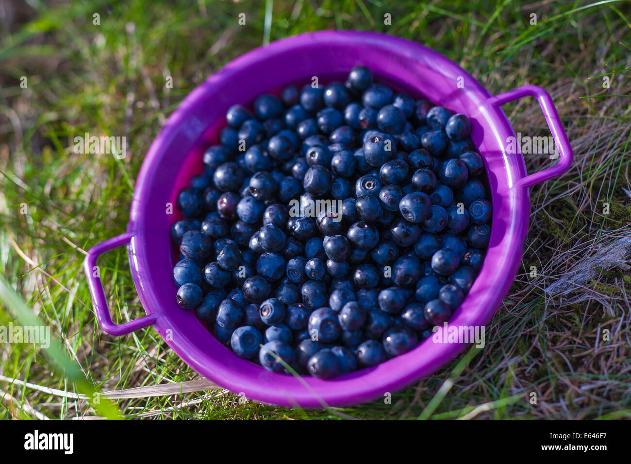 Blueberry picker pickers hi-res stock photography and images - Alamy