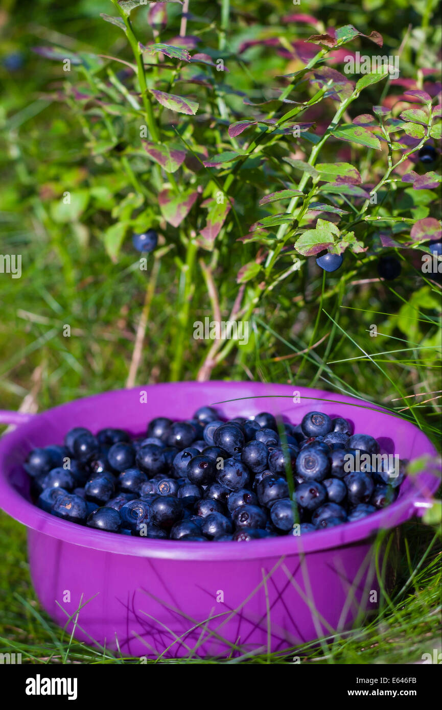 Ripened blueberry hi-res stock photography and images - Alamy
