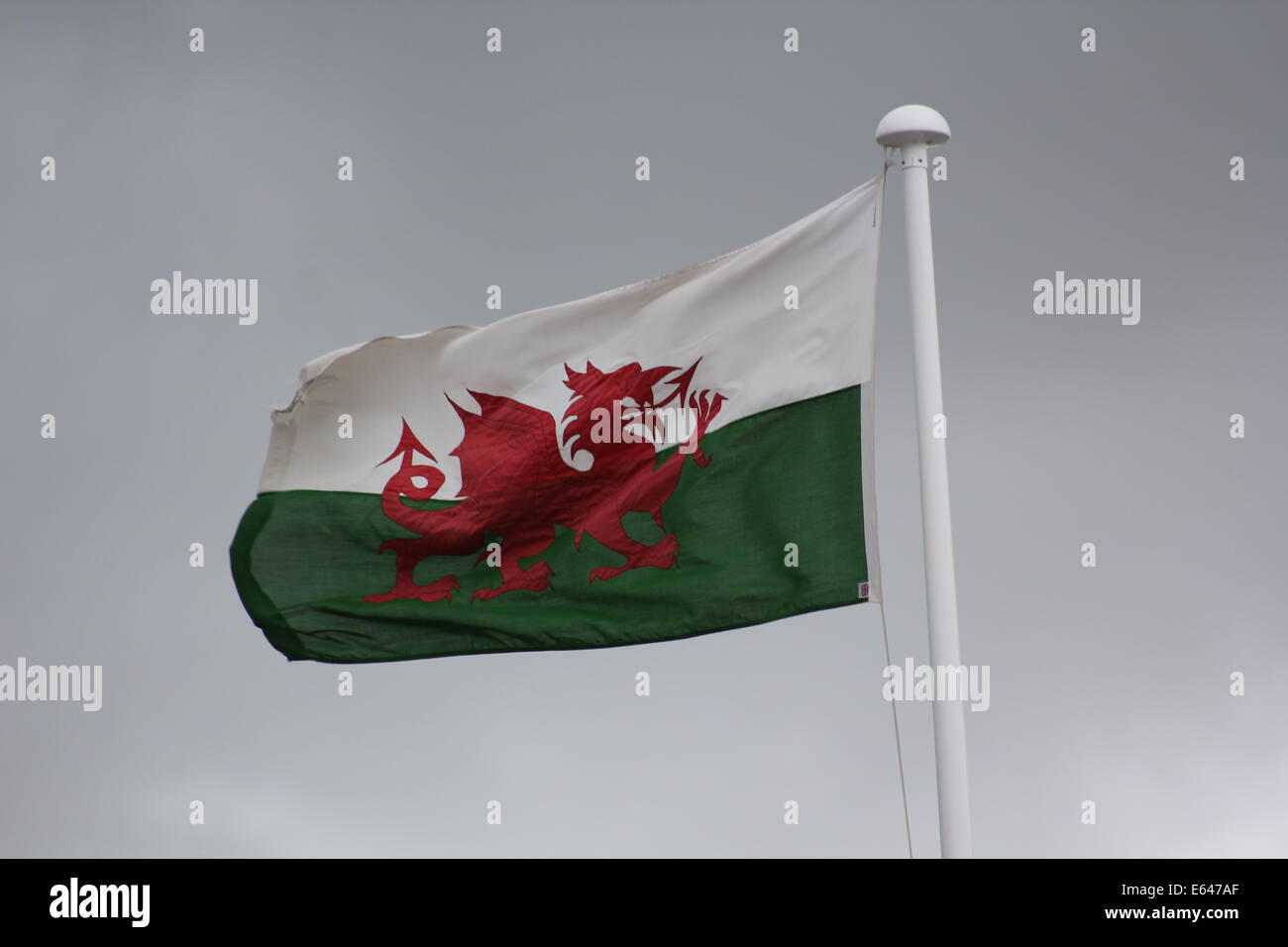 The Welsh flag flies high above Aberystwyth west Wales uk Stock Photo ...