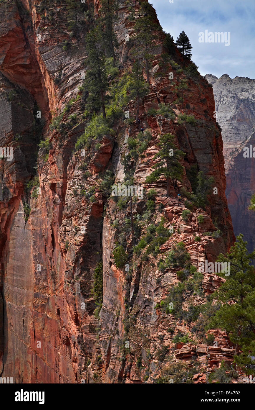 Narrow steep hiking track leading to Angel's Landing, with drops to ...