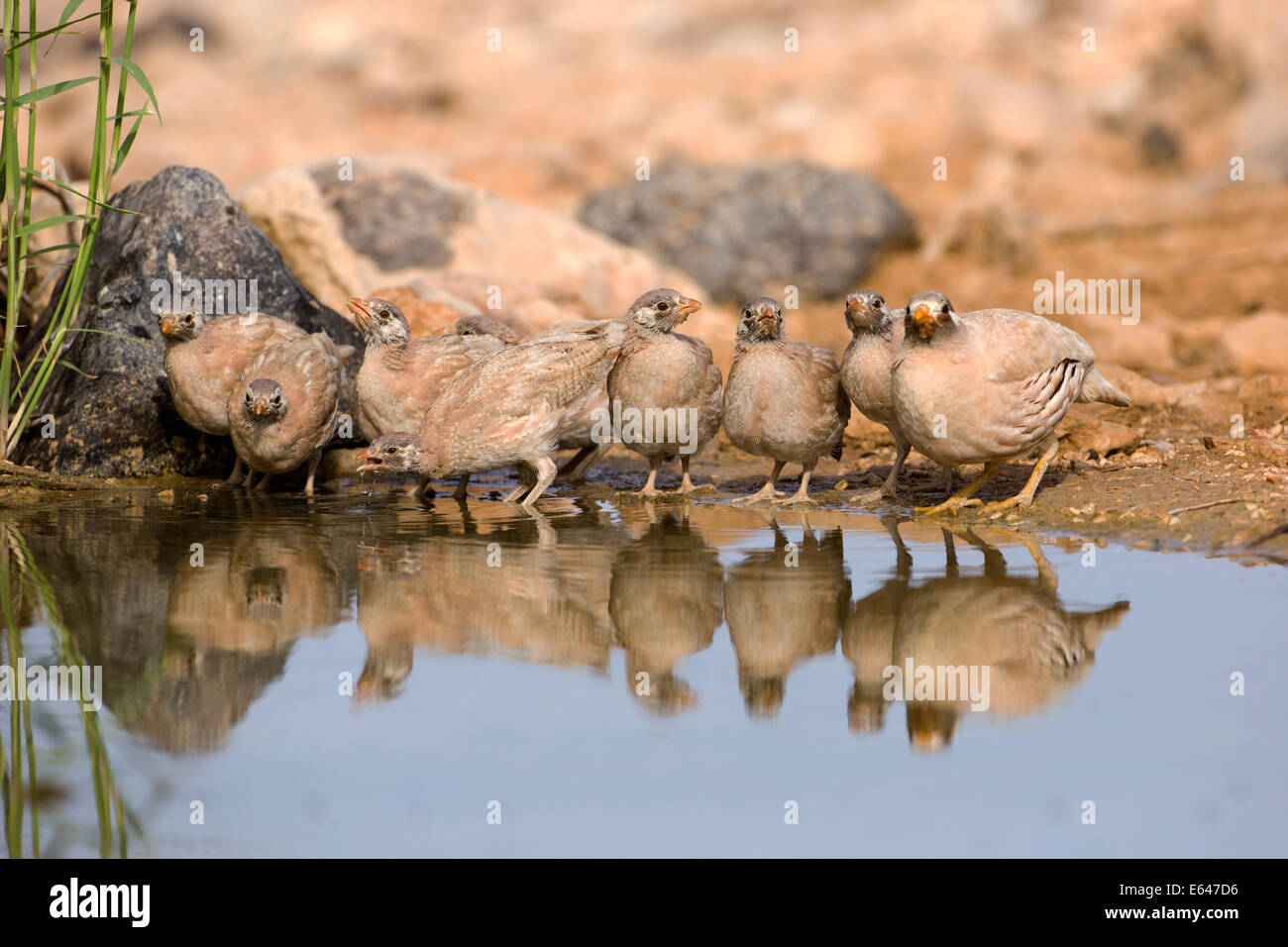 chicks of a sand partridge (Ammoperdix heyi) is a gamebird in the ...
