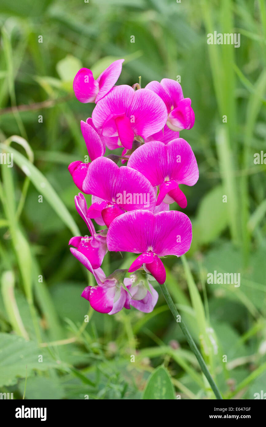 Sweet Peas (Lathyrus odoratus Stock Photo - Alamy