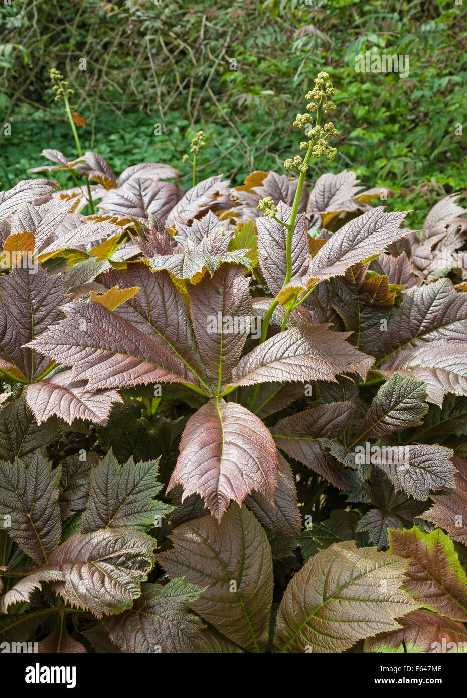 Rodgersia podophylla rotlaub hi-res stock photography and images - Alamy