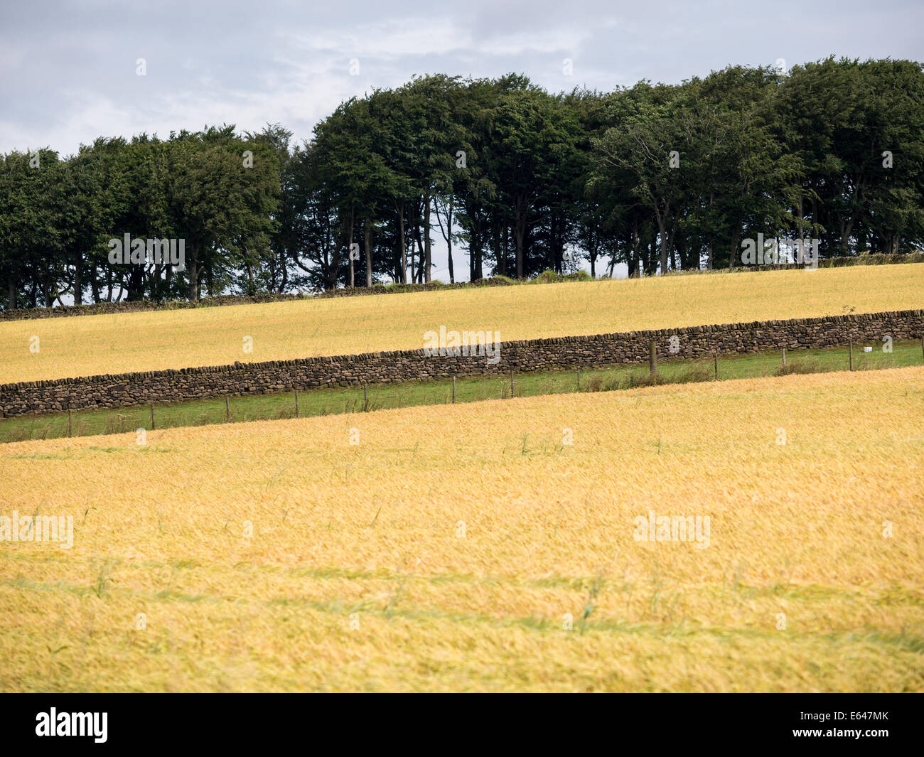field near matlock in derbyshire uk Stock Photo - Alamy