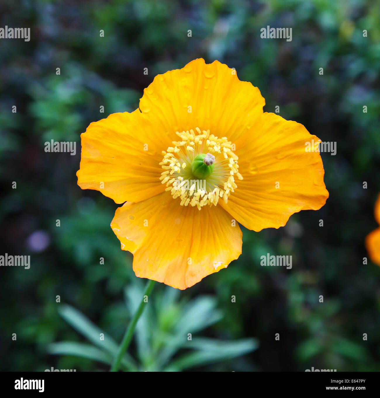A yellow flower of the Welsh poppy (Papaver cambricum) formerly known ...