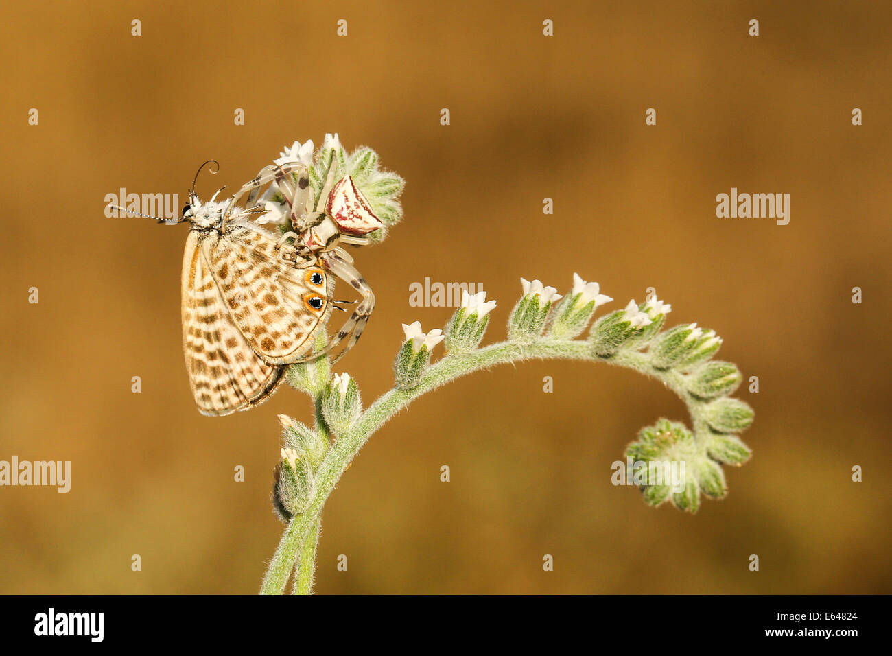 Eating insects hi-res stock photography and images - Alamy