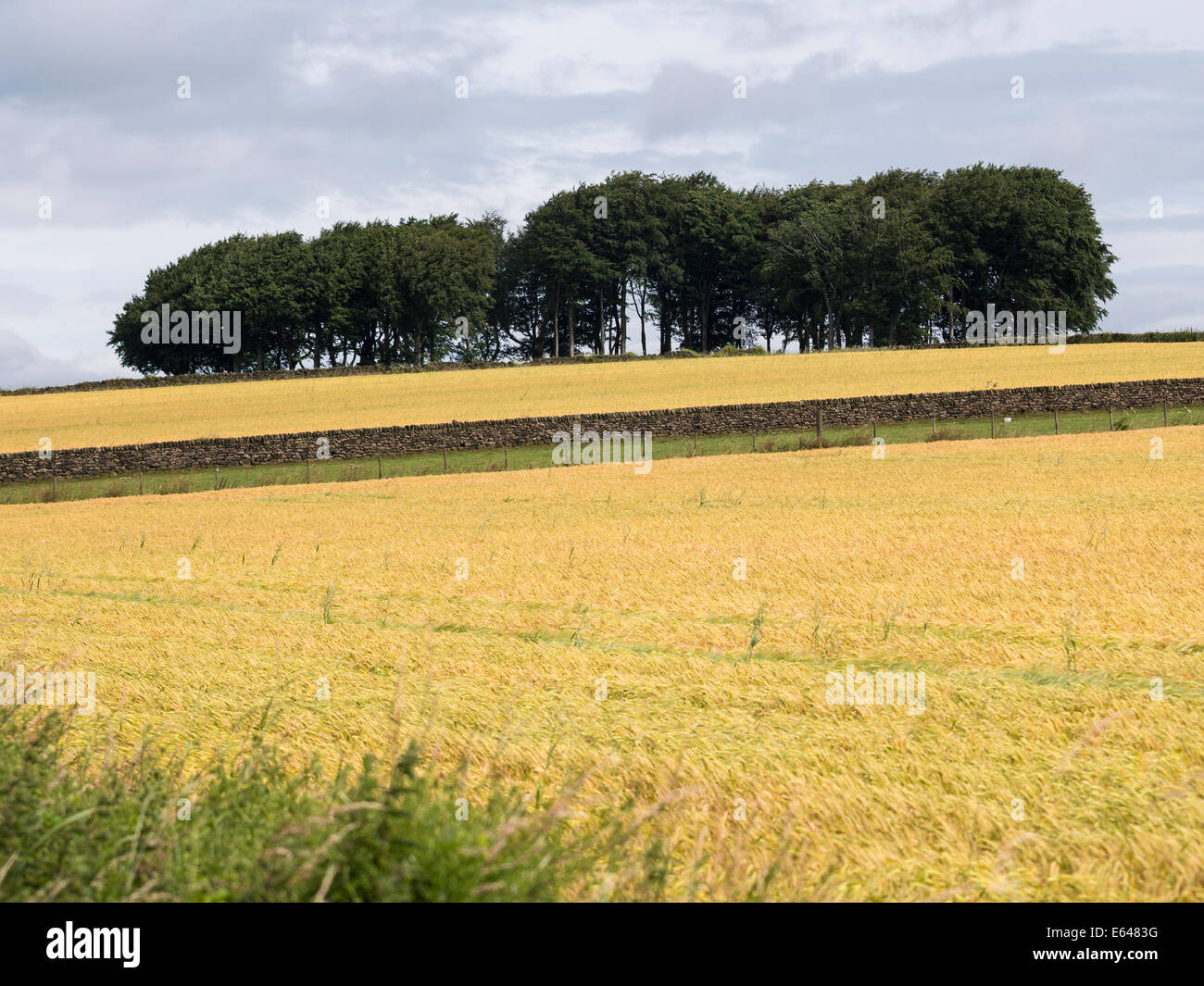 field near matlock in derbyshire uk Stock Photo - Alamy