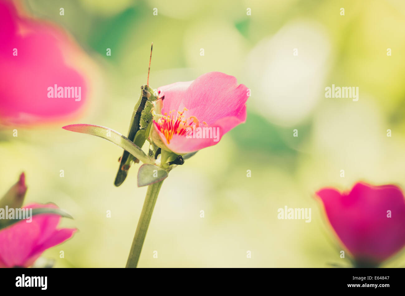 Common Purslane or Verdolaga or Pigweed or Little Hogweed or Pusley ...