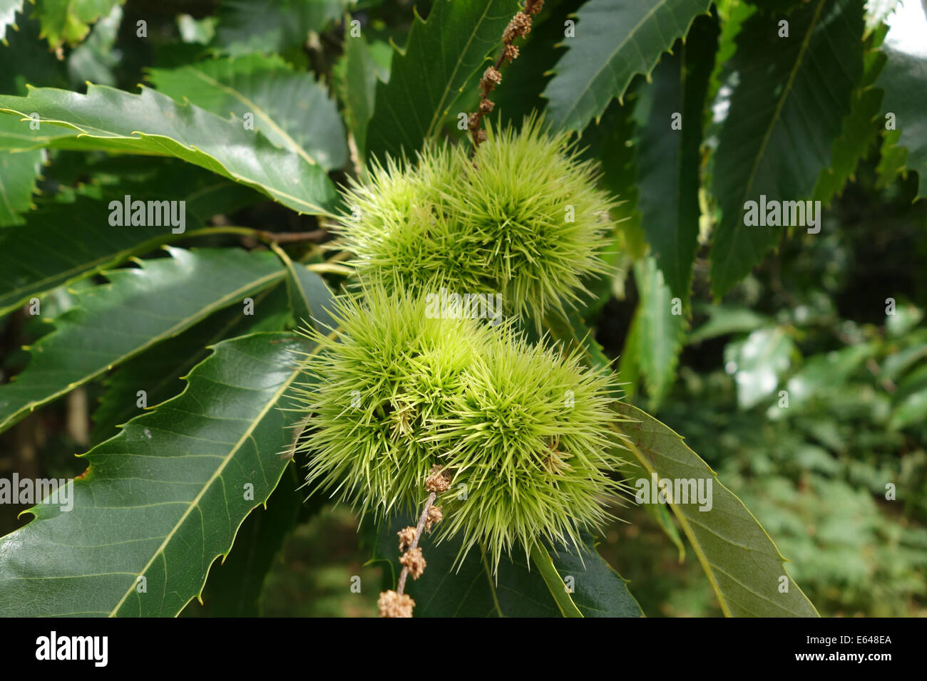 Castanea sativa uk hi-res stock photography and images - Alamy