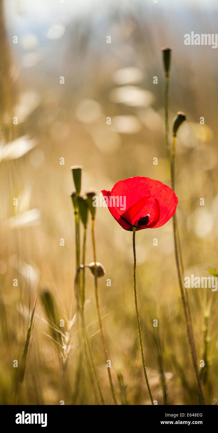 Poppy close up Stock Photo - Alamy