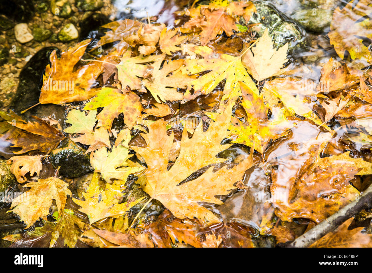 Fall leaves of a Platanus (Plane) tree float in a water puddle. Photographed in Israel Stock ...