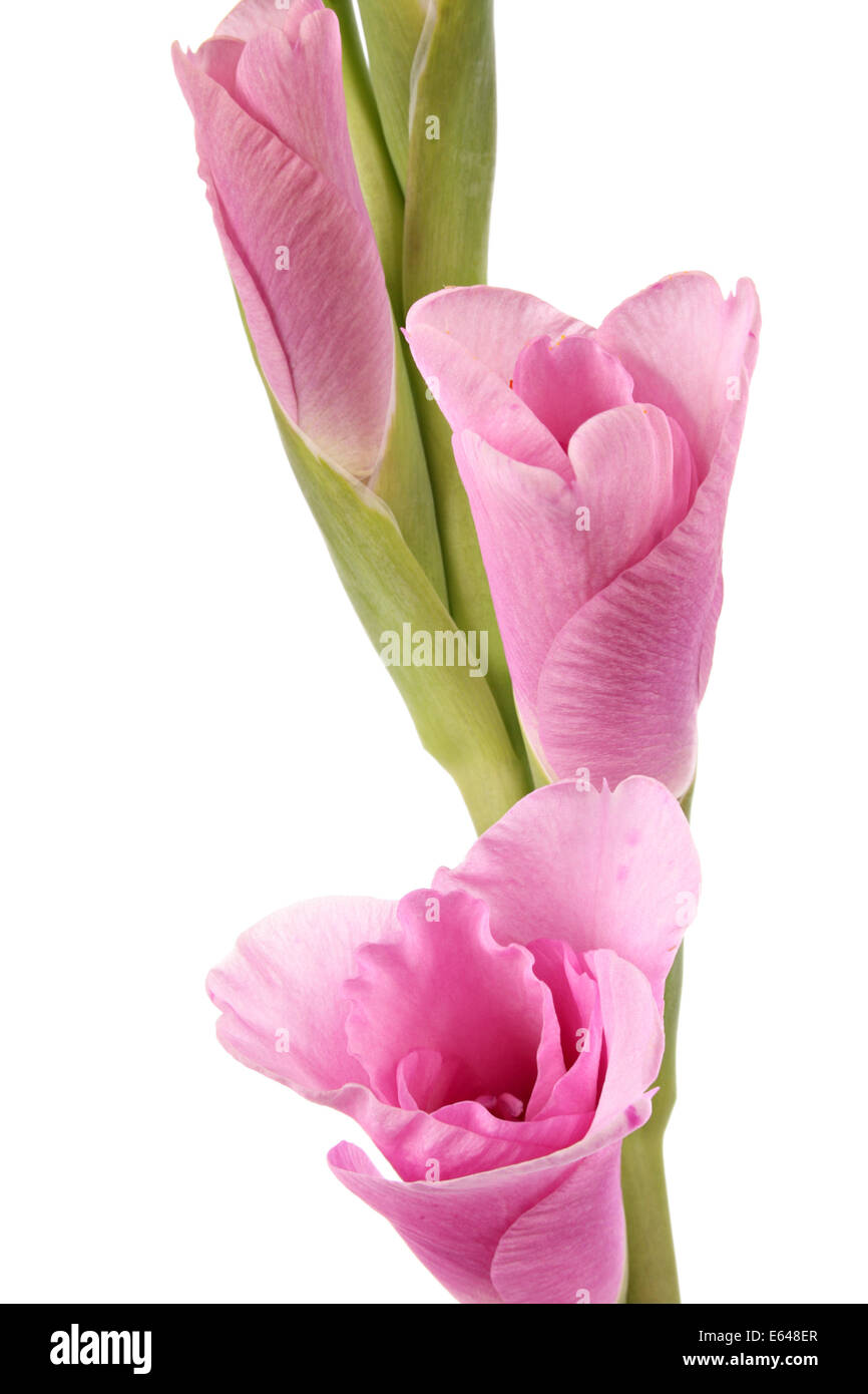 Unopened flowers of gladiolus isolated on a white background Stock ...