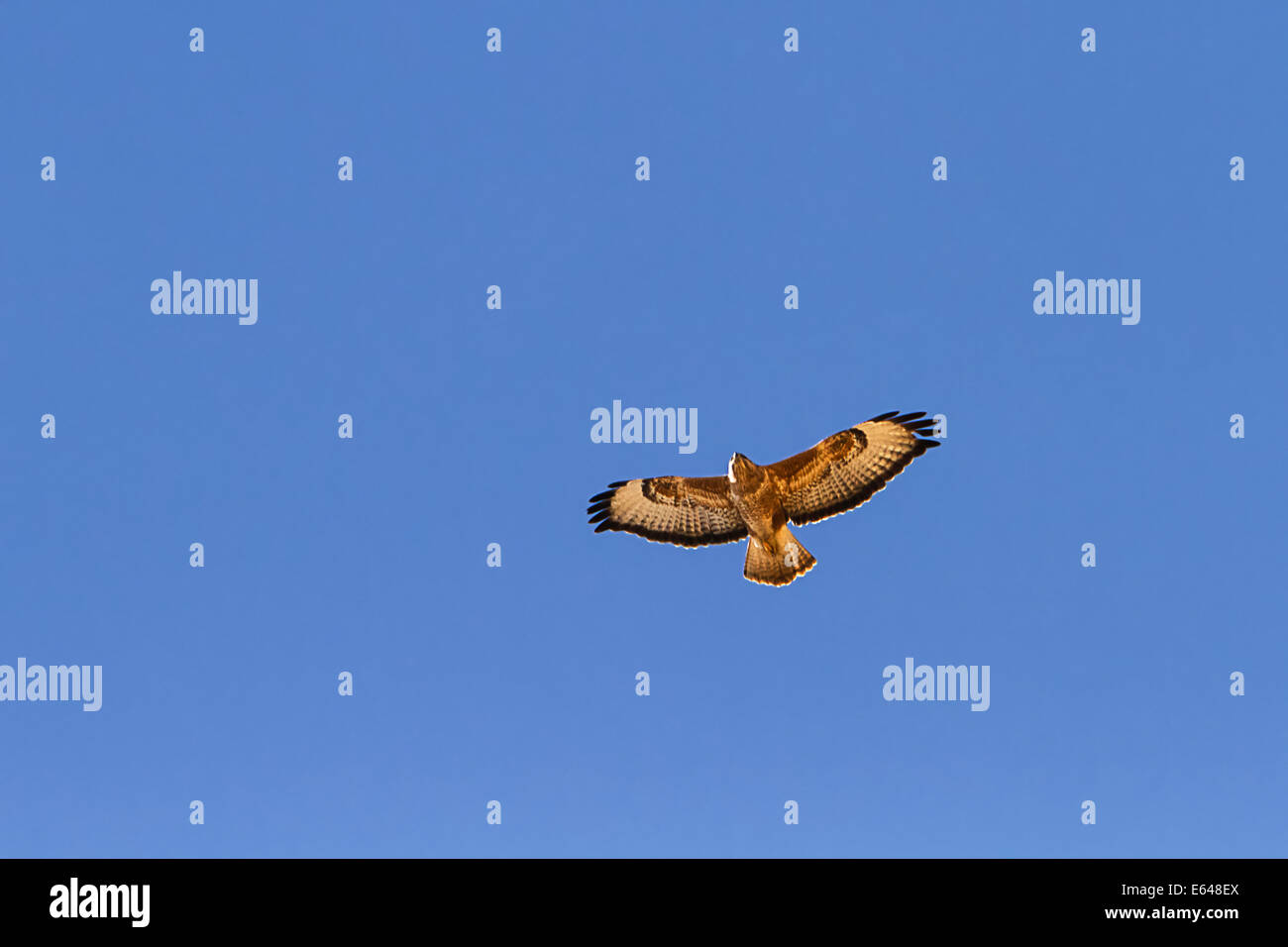 Underside of bird in flight hi-res stock photography and images - Alamy