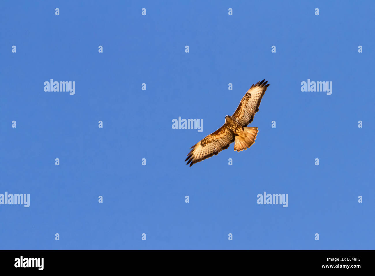 Common buzzard (Buteo buteo) in flight. This bird of prey is found ...