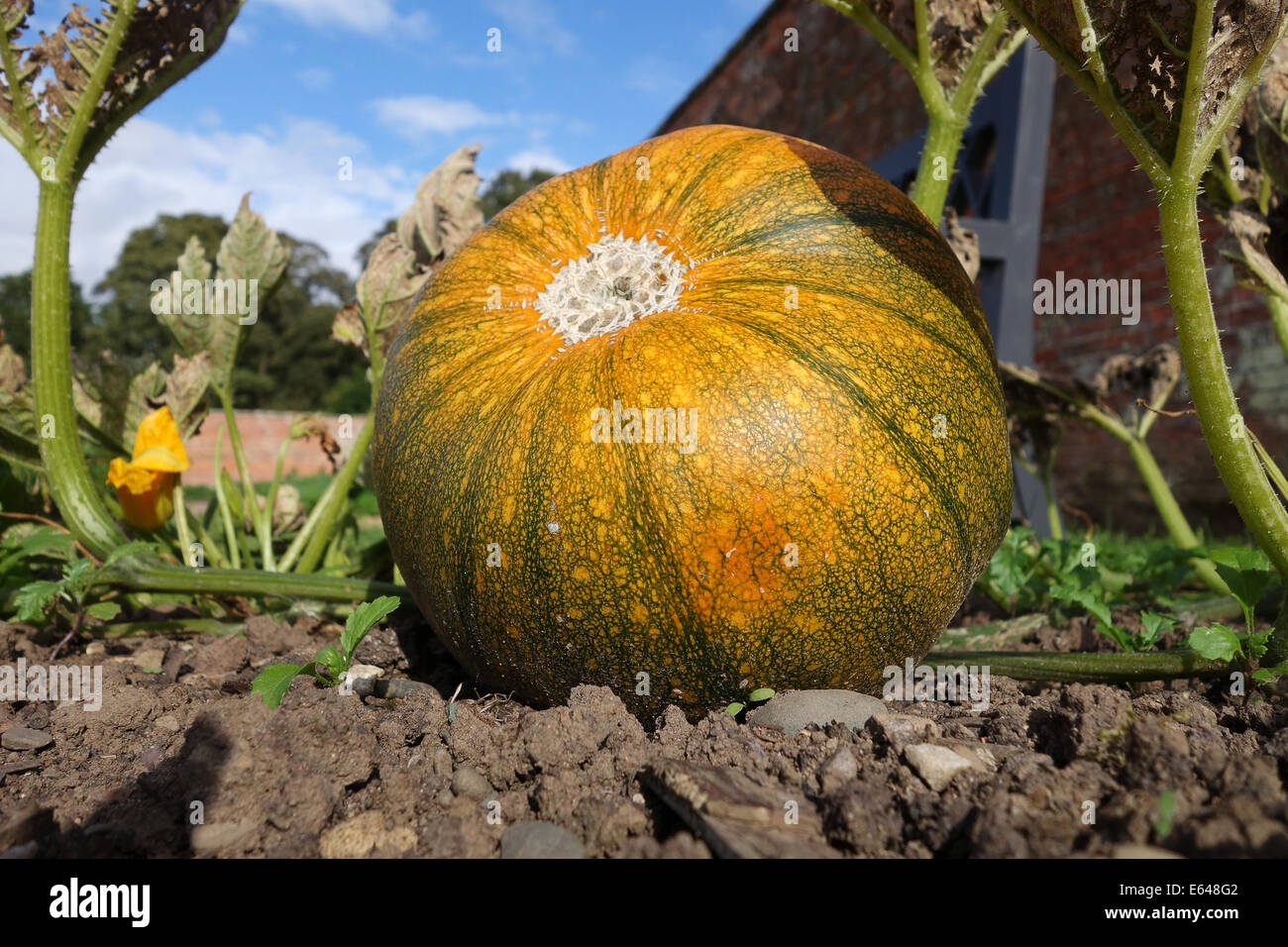 Pumpkin Jack O' Lantern variety. Cucurbita pepo Stock Photo - Alamy