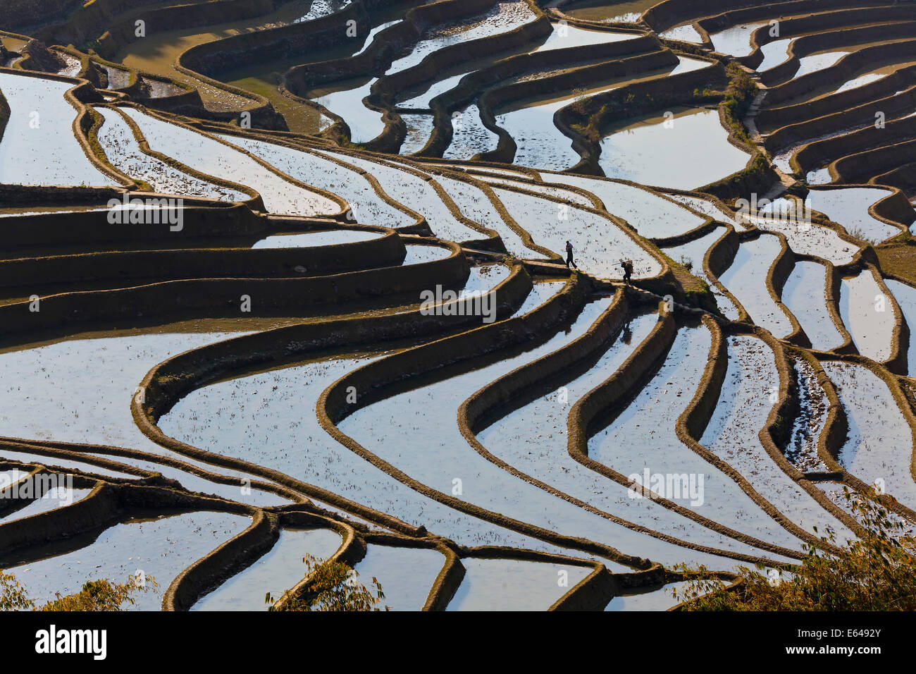 Water Filled Rice Terraces China