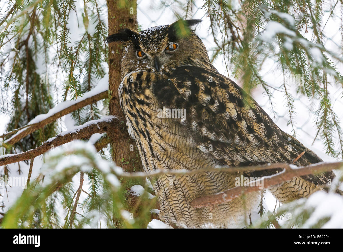 Eagle Owl, Finland Stock Photo - Alamy